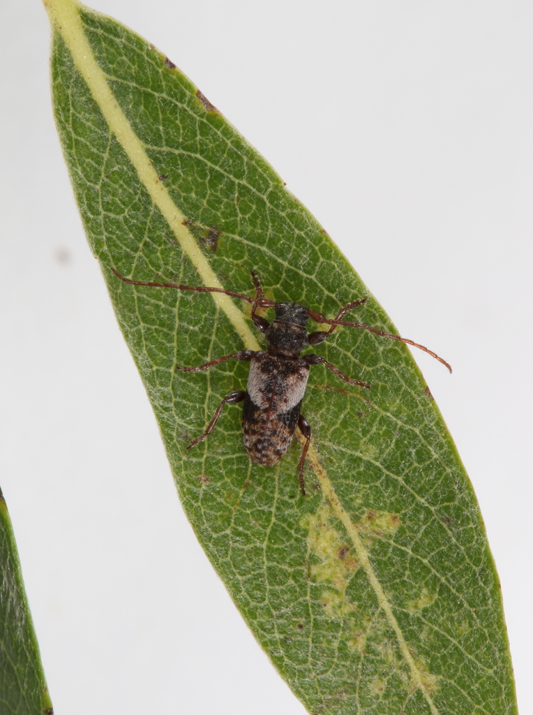 Pogonocherus parvulus (Longhorn Beetles of the United States Pt.2 ...