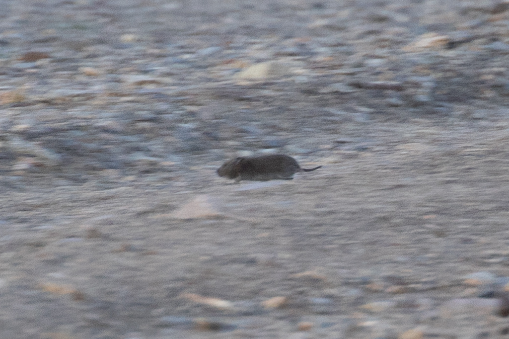 Microtus montanus (Peale, 1848)