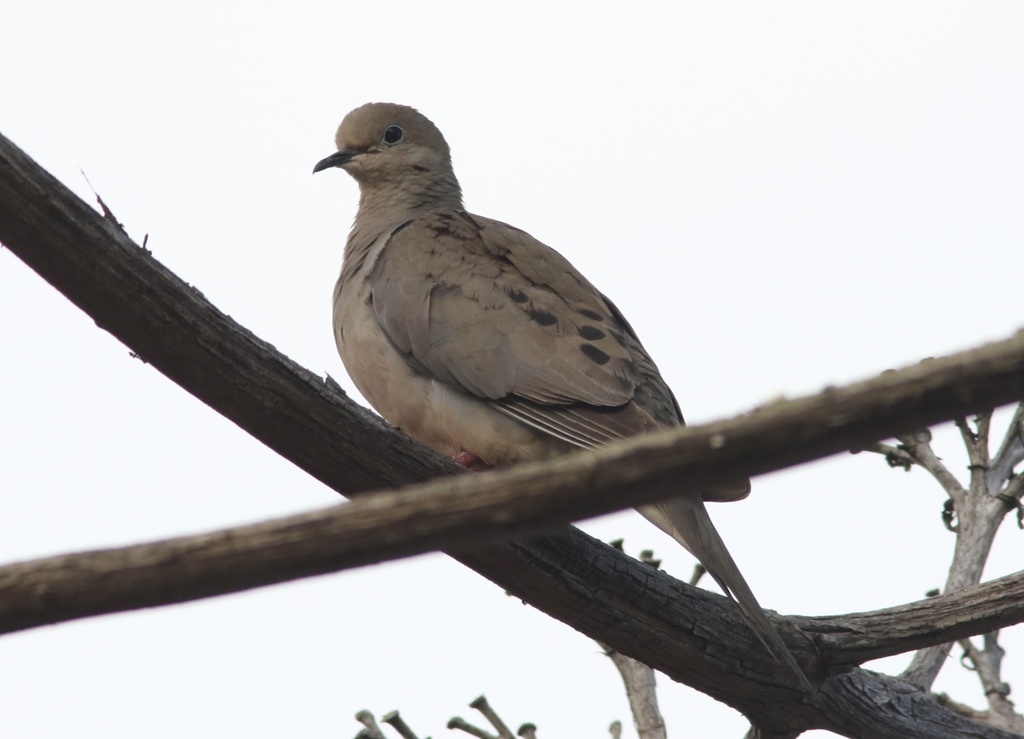 Mourning Dove from Marin Headlands, Sausalito, CA, US on August 01 ...