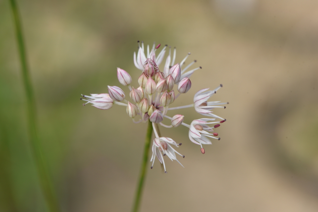 Allium saxatile from Lori, AM on August 15, 2019 at 05:53 PM by ...