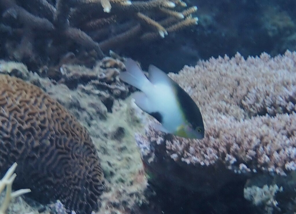 Blackvent Damsel from Cairns, QLD, Australia on July 29, 2022 at 12:50 ...