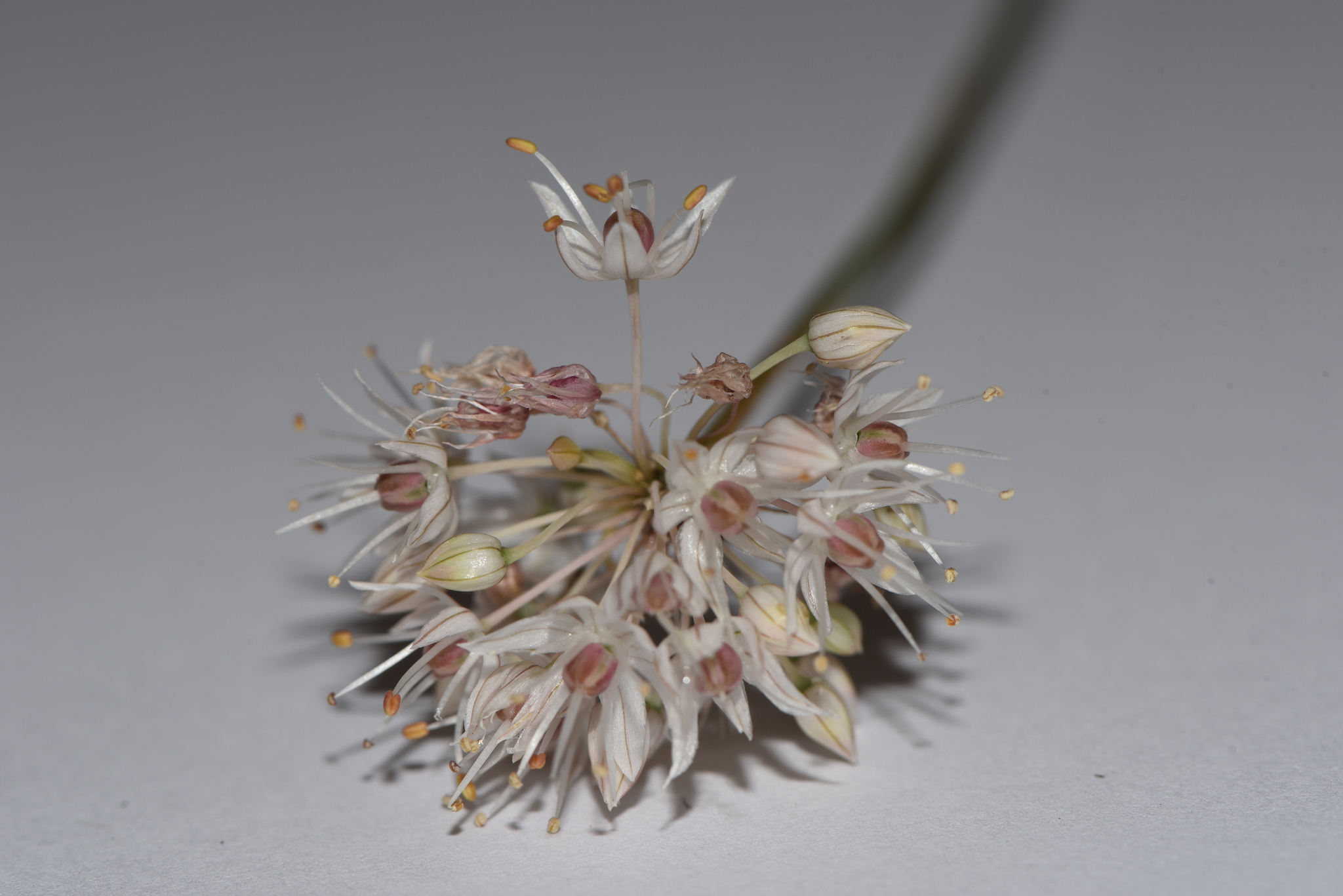 Allium saxatile M.Bieb.