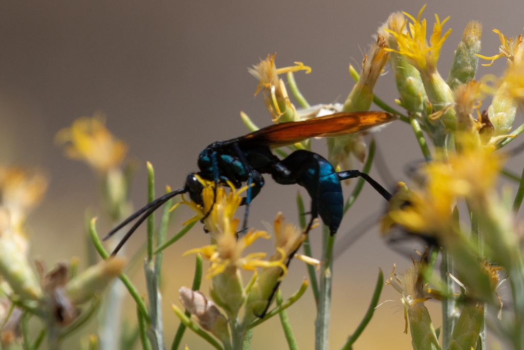 New World Tarantula-hawk Wasps from Inyo County, CA, USA on July 24 ...
