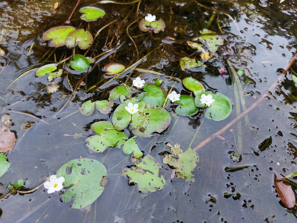 Water Snowflake in August 2022 by 胡正恆(Jackson Hu) · iNaturalist