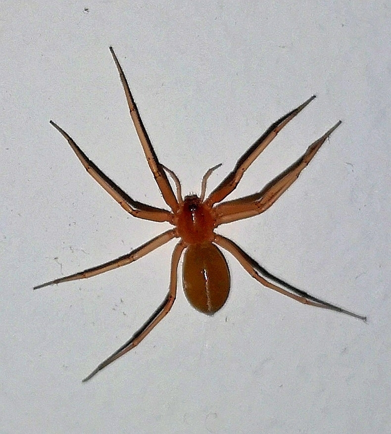 Cosmopolitan Spider Hunter from Παλαιά Πόλη Κέρκυρας on August 01, 2022 ...