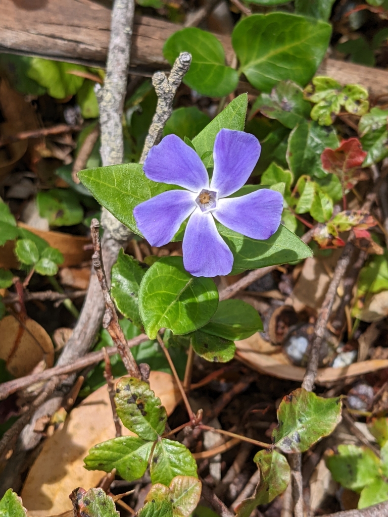 greater periwinkle from Jenner, CA 95450, USA on July 25, 2022 at 02:18 ...