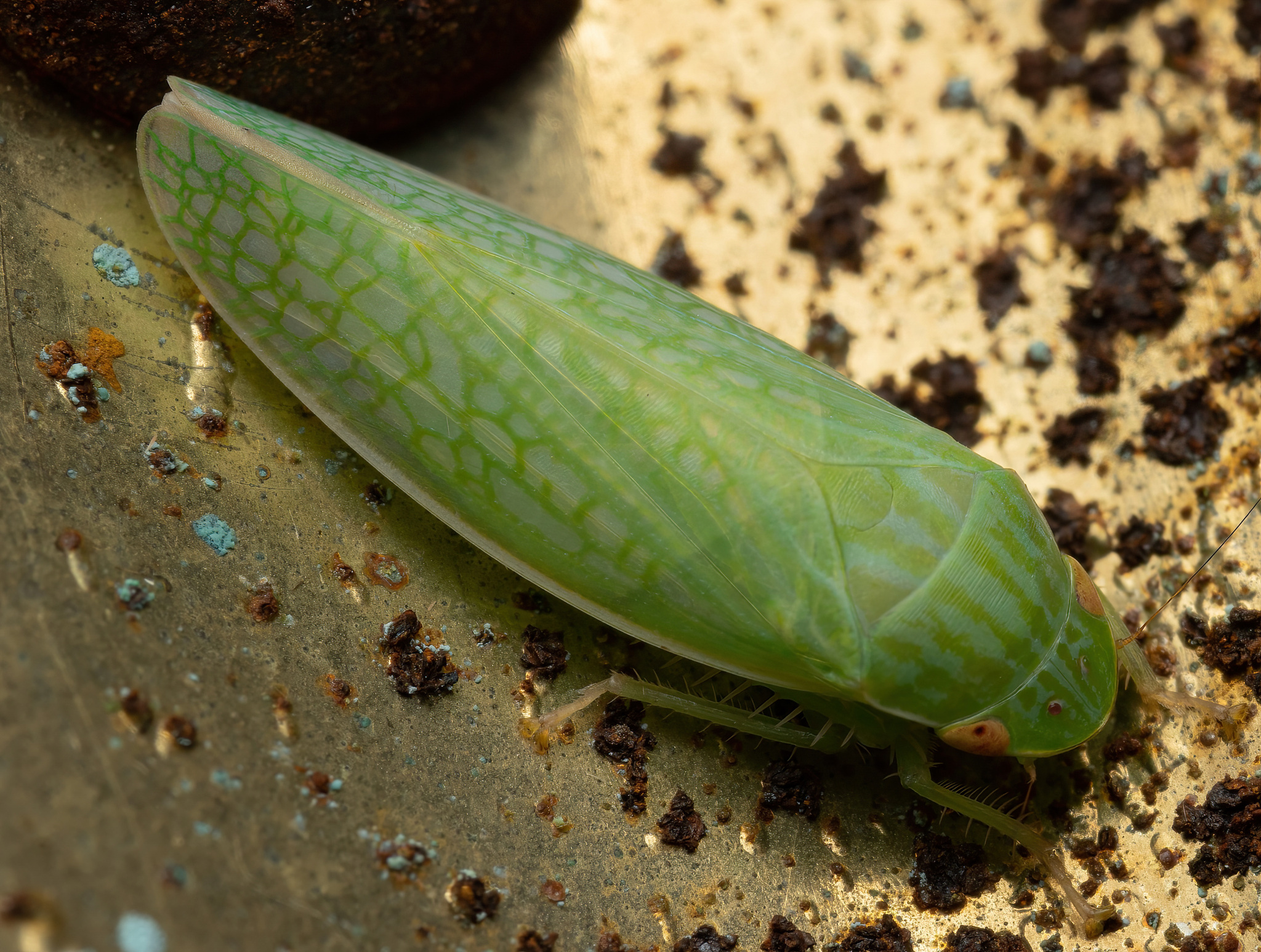 Gyponana octolineata (Say, 1825)
