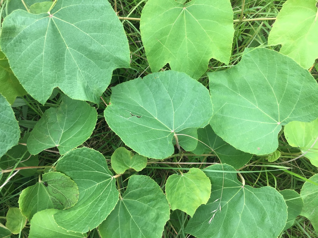 fox grape (Vitis labrusca) - Botanical Realm