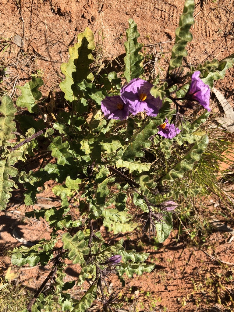 rock nightshade from Mutawintji, NSW, Australia on July 15, 2022 at 02: ...