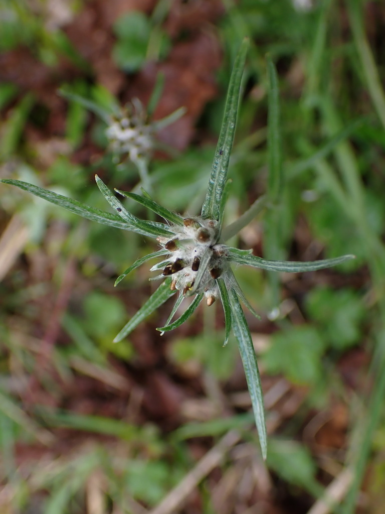 common cudweed from 台灣南投縣玉山國家公園 on July 28, 2022 at 09:57 AM by 林棋欽 ...