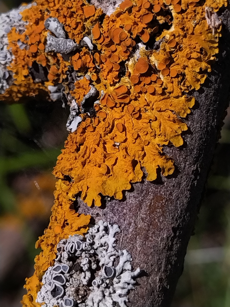Common Sunburst Lichen from Yaranskiy rayon, RU-KV, RU on August 2 ...