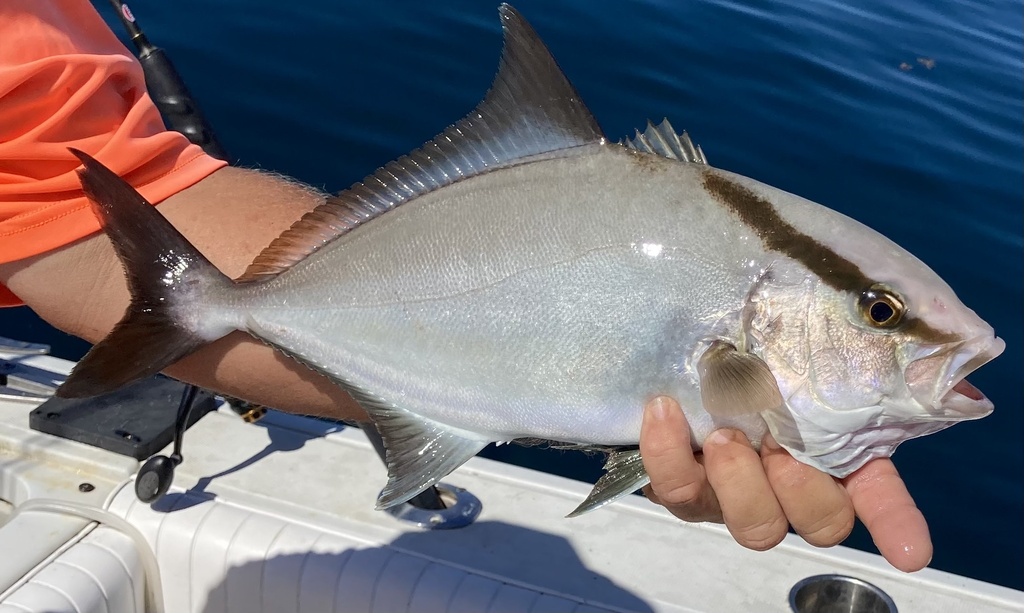 Almaco Jack in August 2022 by m_zivians · iNaturalist