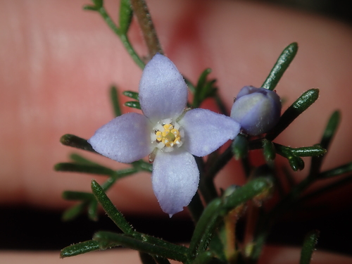 Subspecies Cyanothamnus ramosus lesueuranus · iNaturalist