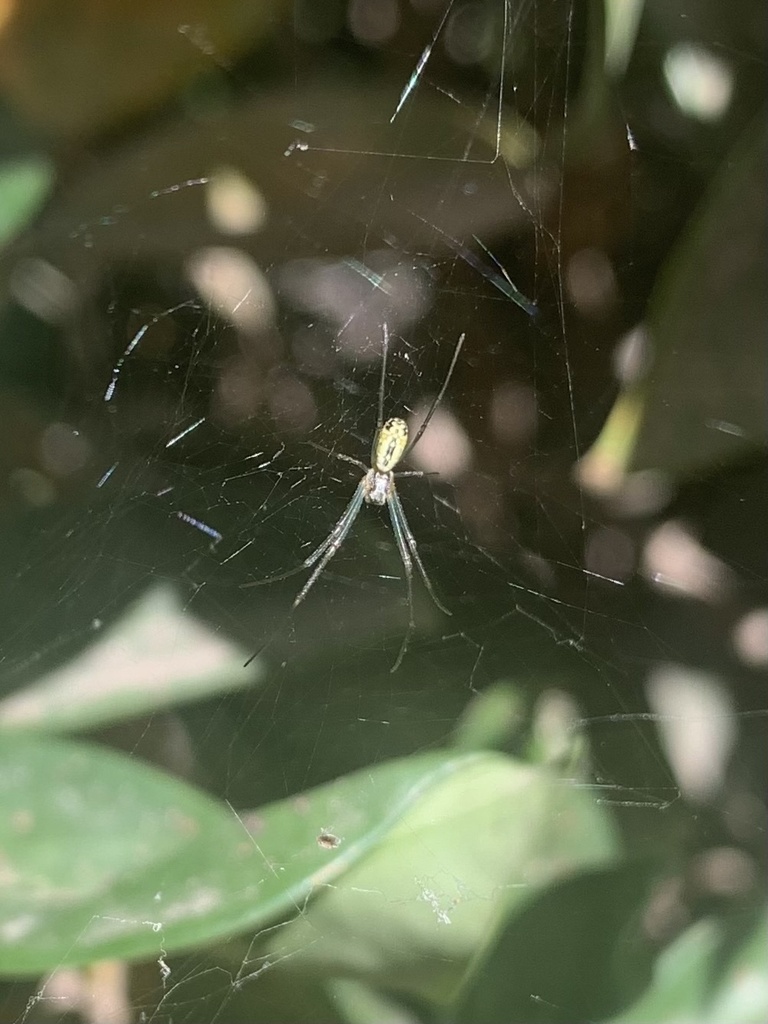 Joro Spider from 宁洱大道, 普洱市, 云南省, CN on August 2, 2022 at 05:37 PM by ...
