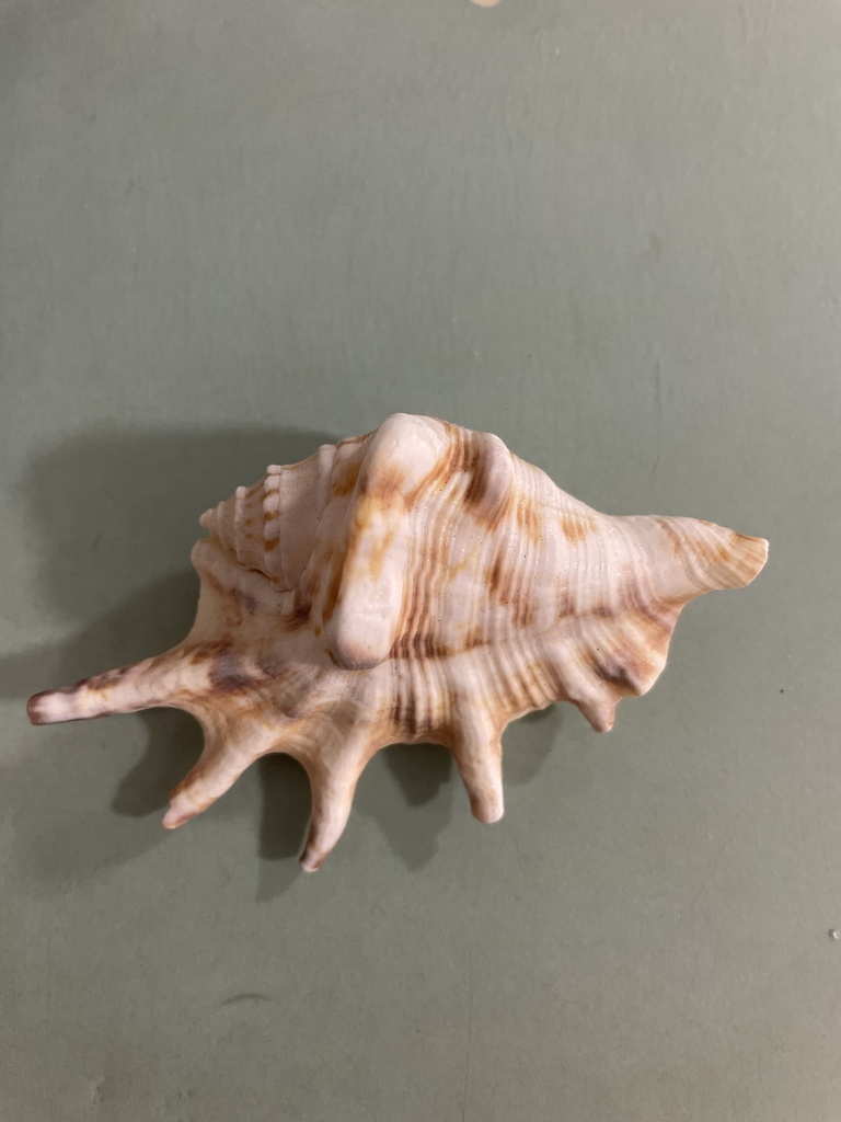 Common Spider Conch from Orpheus Island National Park, Palm Island, QLD ...