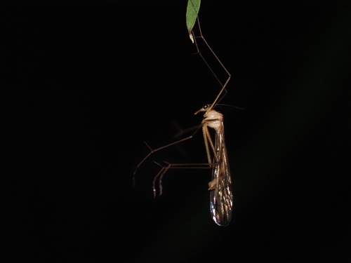 Bittacus hainanicus · iNaturalist