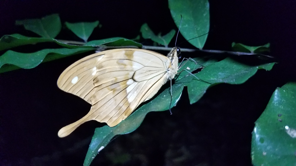 Mocker Swallowtail from Ambilobe, Madagascar on July 01, 2022 at 05:40 ...