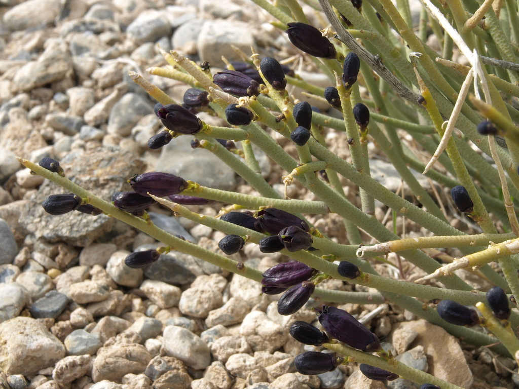 Turpentine Broom from Clark County, NV, USA on March 29, 2010 at 03:18 ...