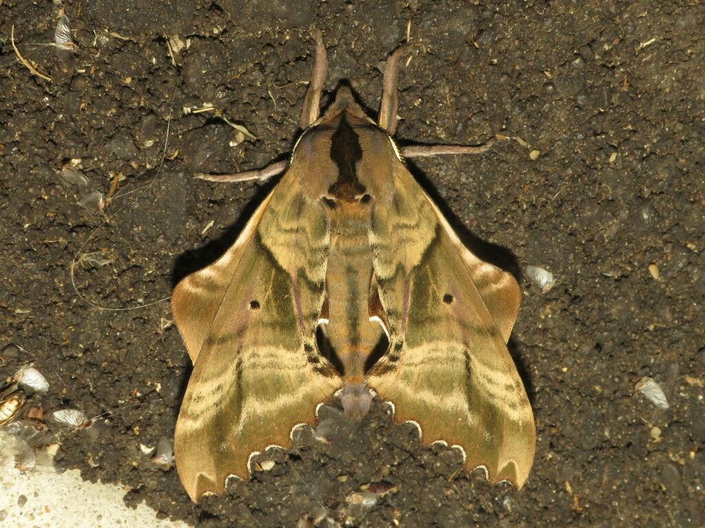 Blinded Sphinx from Wellington County, ON, Canada on July 31, 2022 at ...