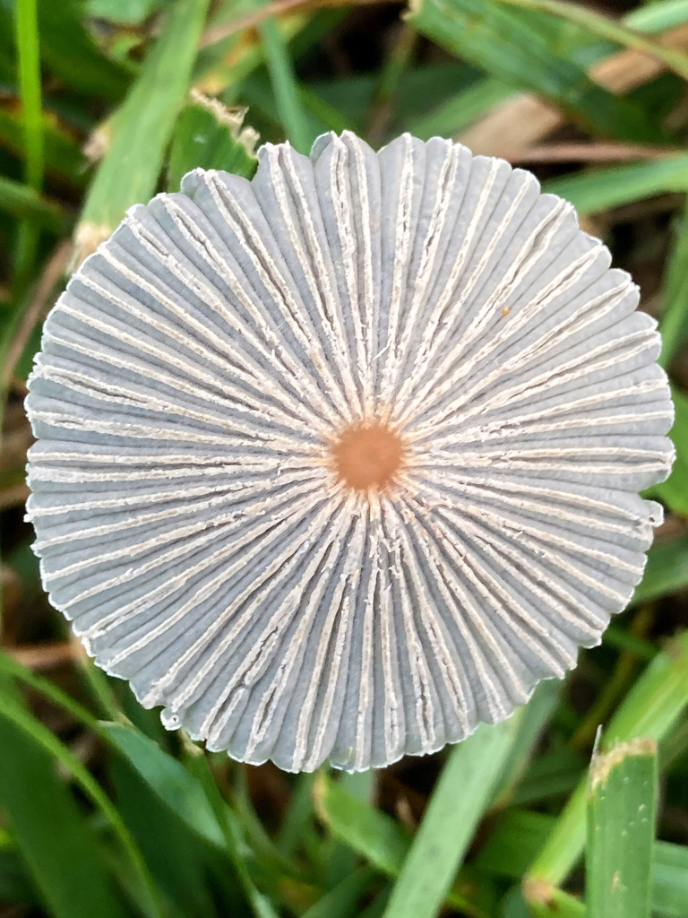 pleated inkcap from Takoma Park, MD, USA on August 01, 2022 at 06:44 AM ...
