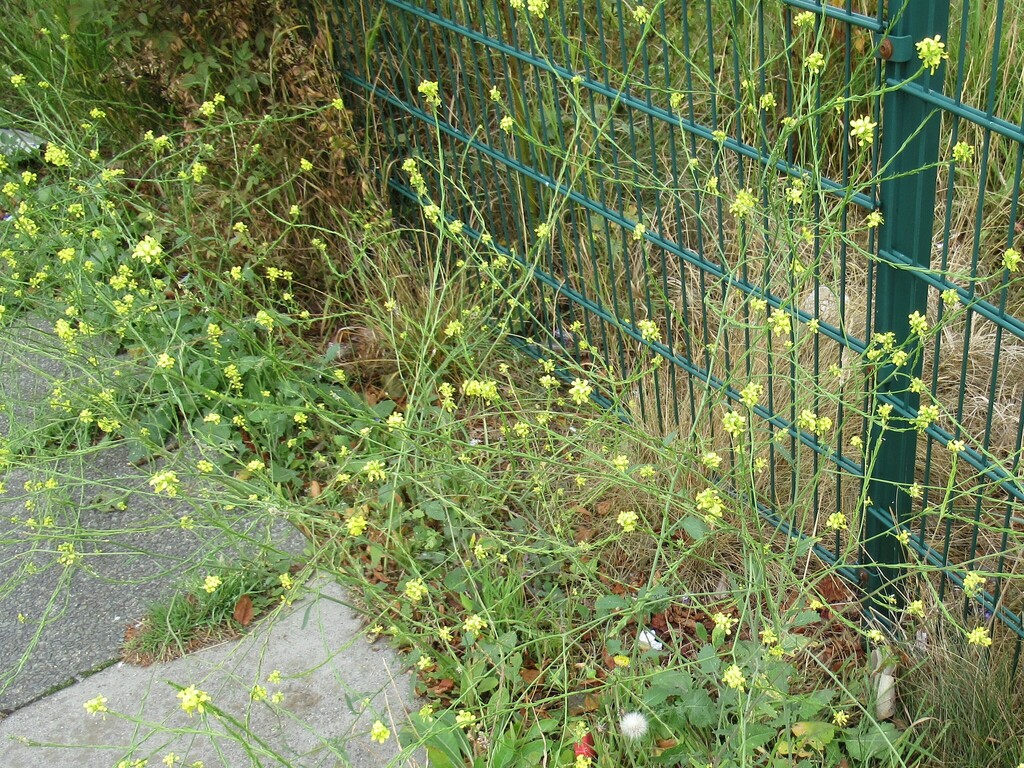 Brassicodae from Mount Rd Roundabout, Alkrington Middleton, Greater ...