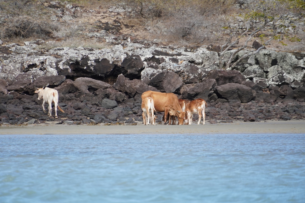 Domestic Cattle from Rodrigues, Maurice on July 16, 2022 at 10:11 AM by ...