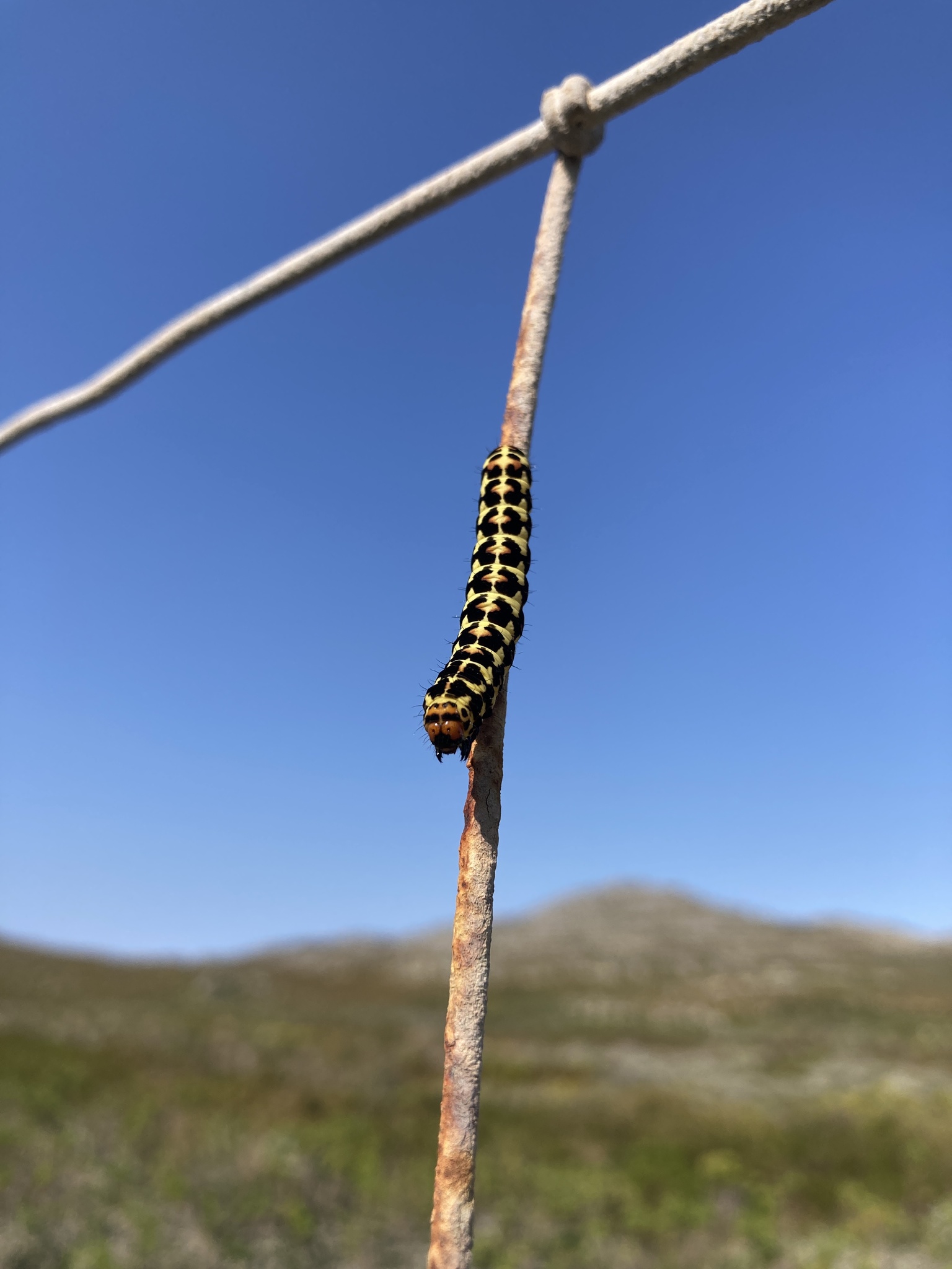 Diaphone eumela Stoll, 1781