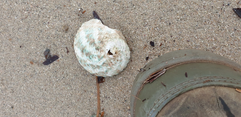 Circular ear shell from Normanville SA 5204, Australia on August 02 ...