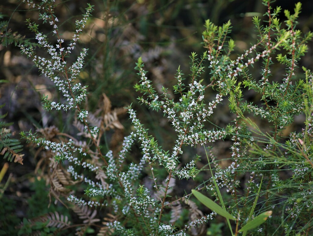 Bearded Heath from Sydney NSW, Australia on August 02, 2022 at 11:52 AM ...