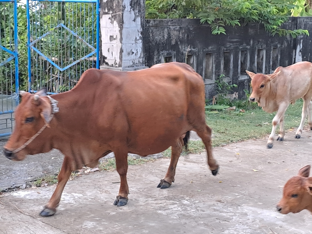 Taurine × Indicine Cattle from 7P73+2V3, An Điền, Lệ Thủy, Quảng Bình ...