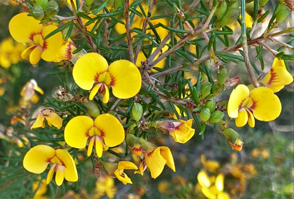 heathy parrot pea from Sydney NSW, Australia on August 02, 2022 at 12: ...