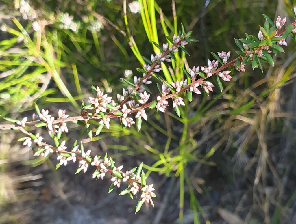 Bearded Heath from Sydney NSW, Australia on August 02, 2022 at 12:57 PM ...