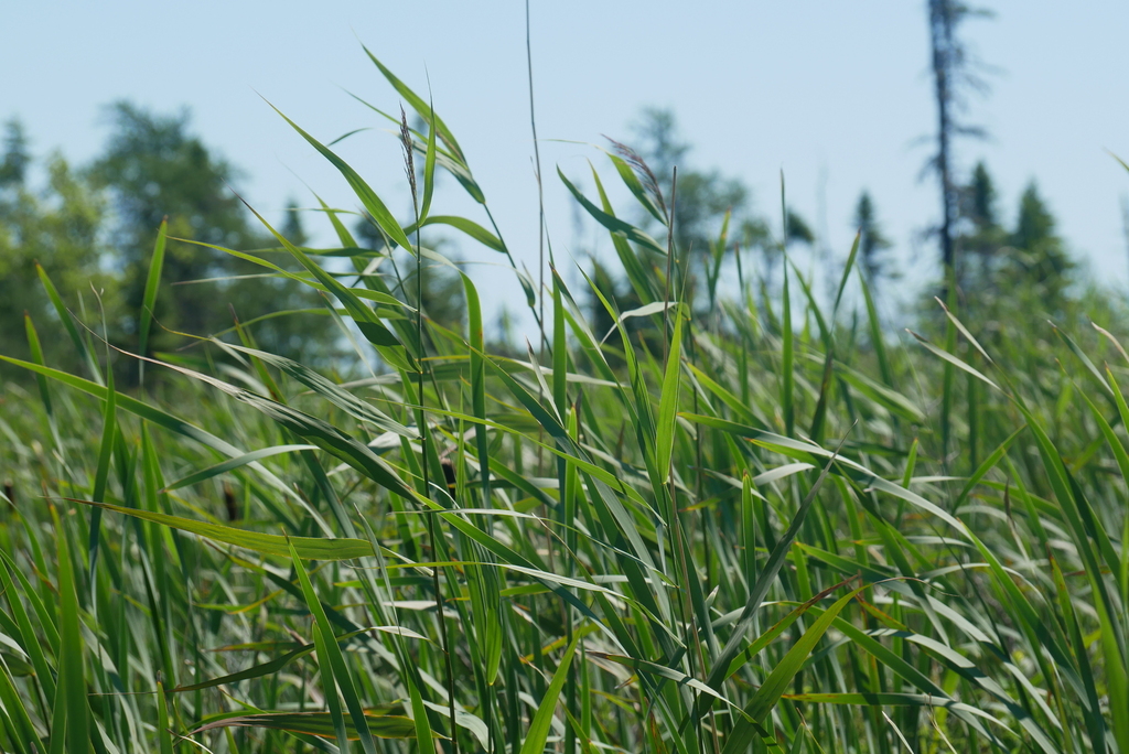 American common reed from Northumberland County, NB, Canada on July 28 ...