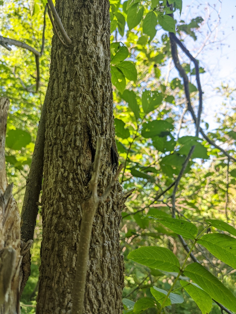 black ash from Northumberland County, NB, Canada on July 28, 2022 at 11 ...