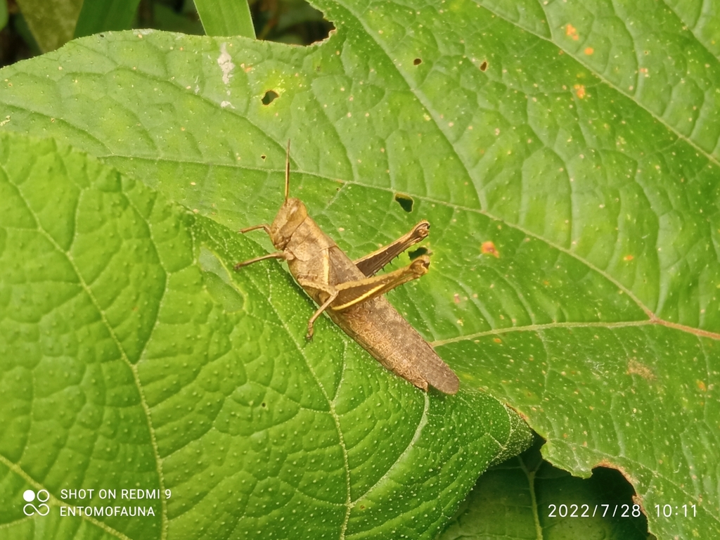 Abracris flavolineata from El Ideal, Ecuador on July 28, 2022 at 10:11 ...