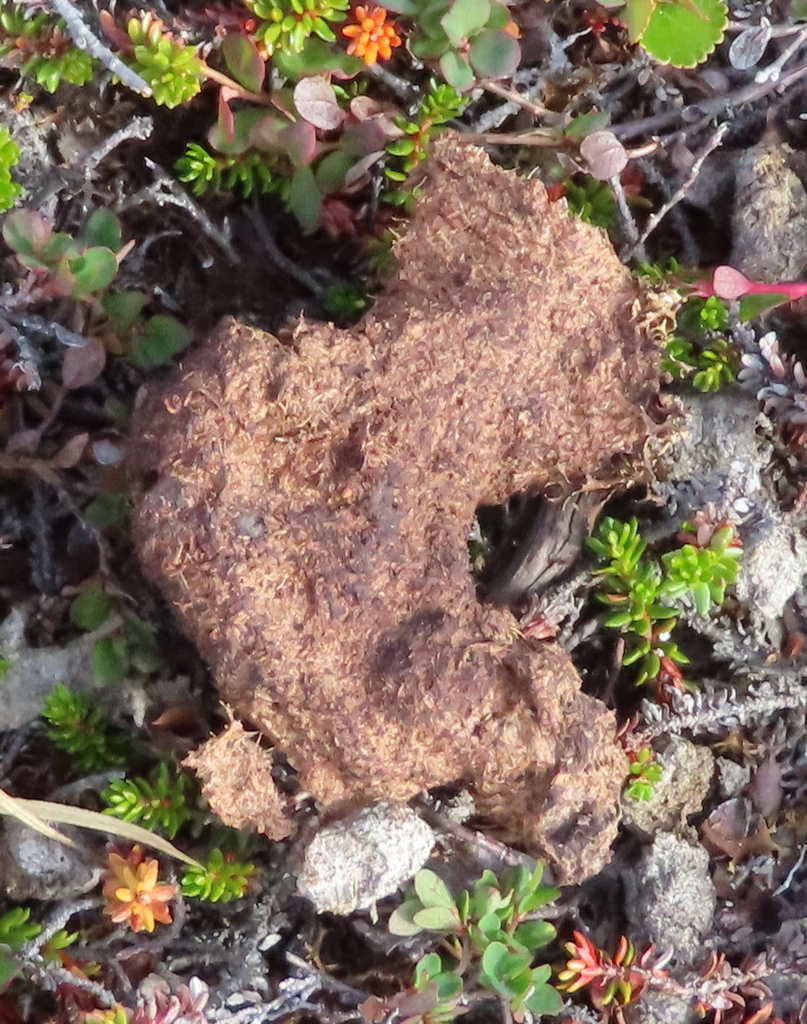 black crowberry from Avannaata, Greenland on August 02, 2022 at 05:55 ...