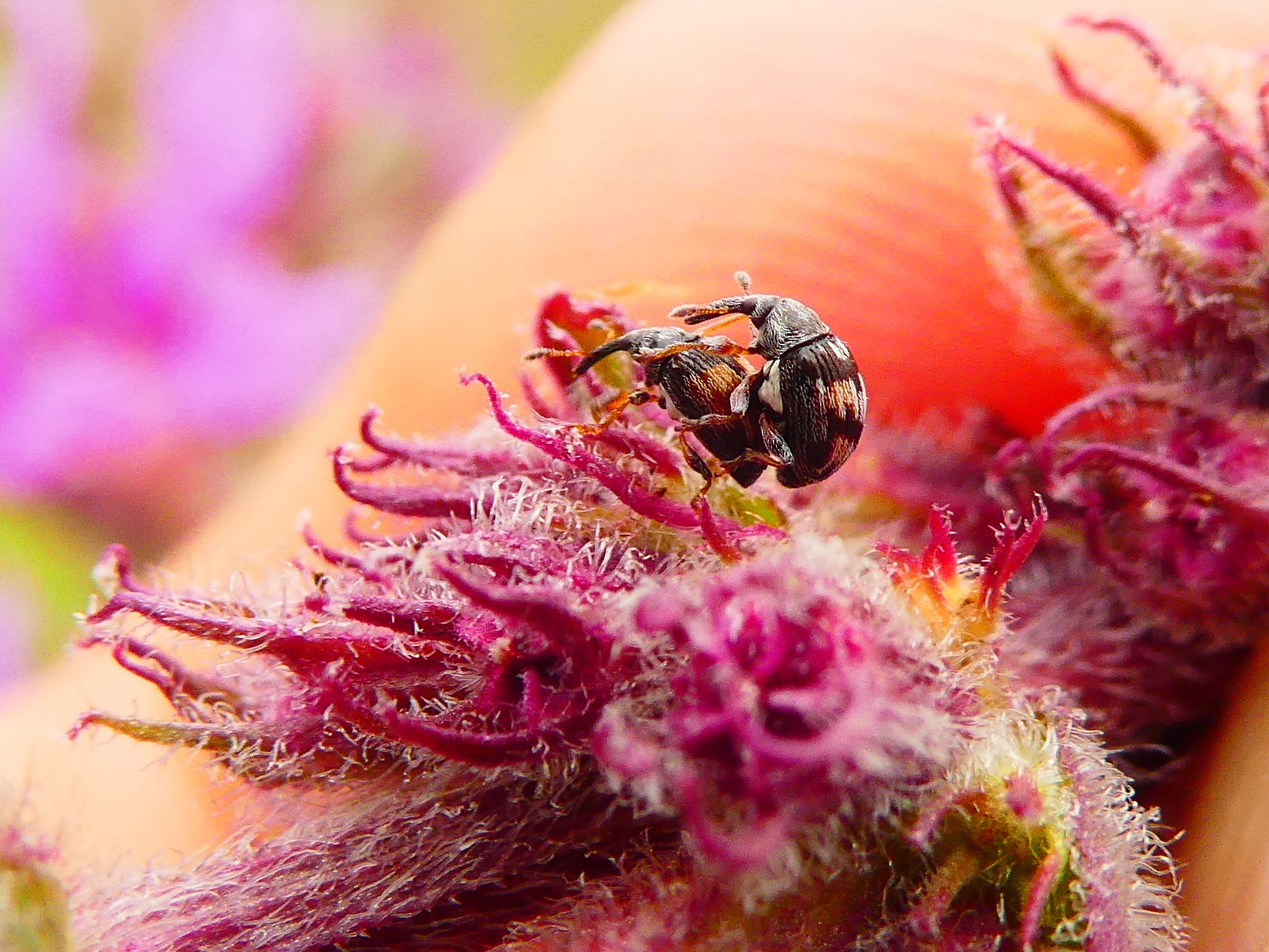 Nanophyes Schénherr, 1838