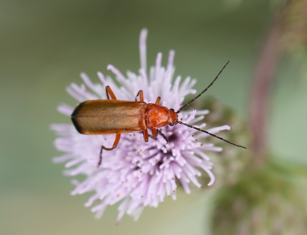 Common Red Soldier Beetle from Oudalle, France on August 02, 2022 at 03 ...