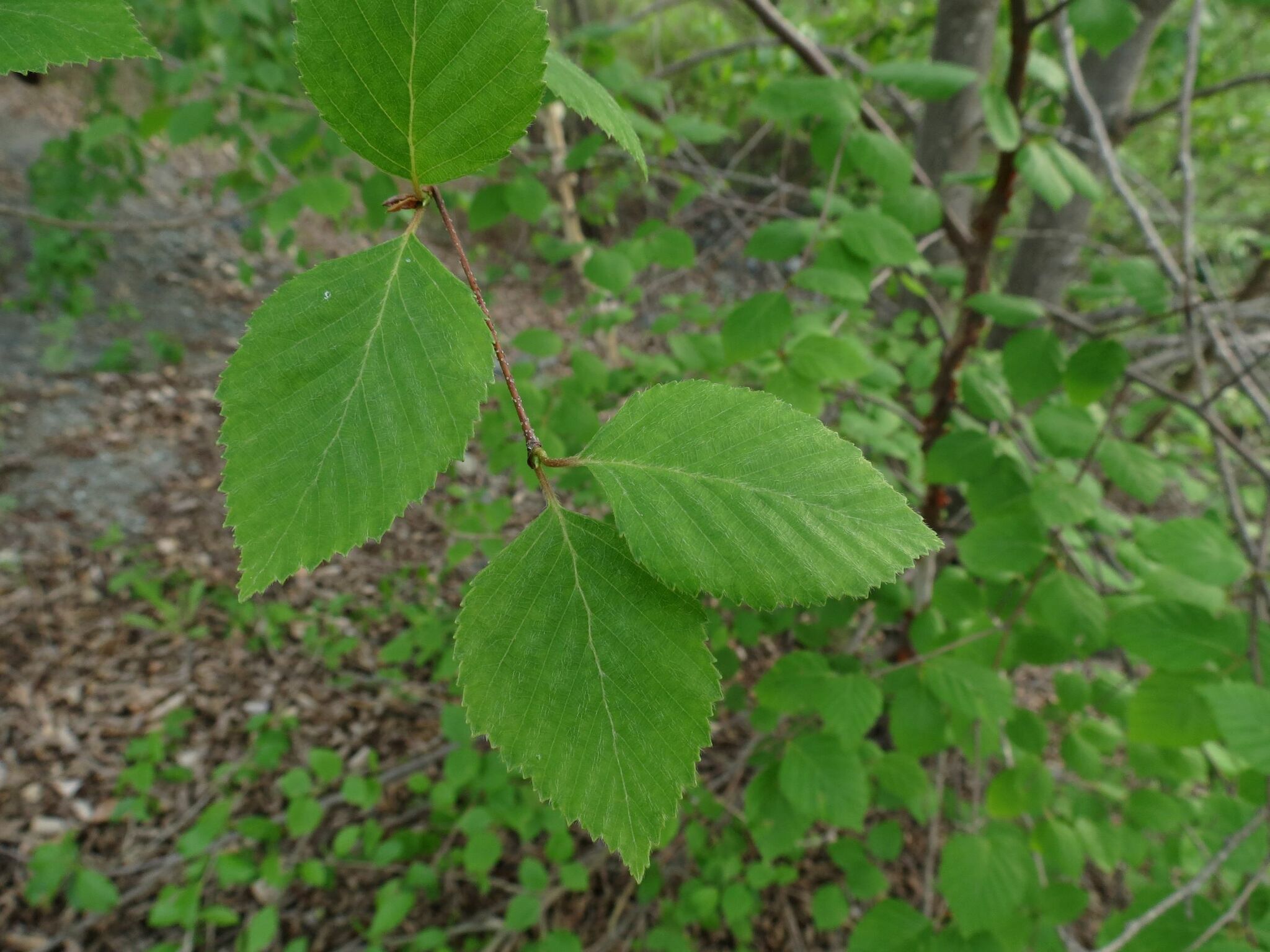 Alnus japonica (Thunb.) Steud.
