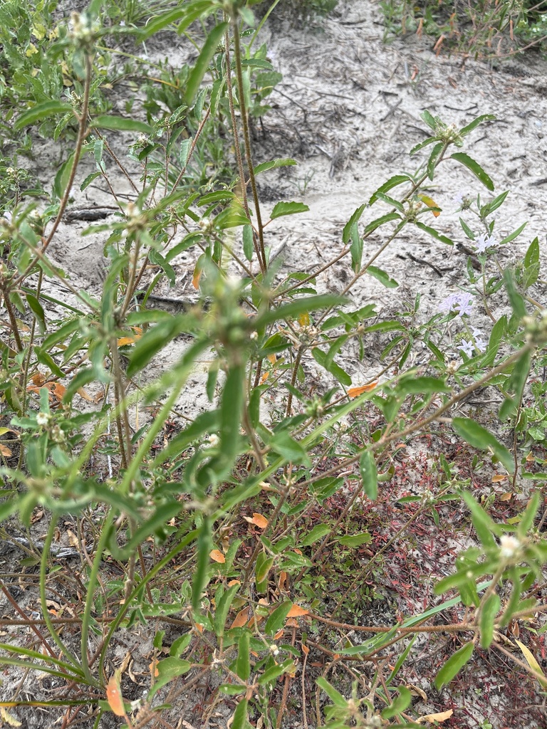 sand croton from Galen Wilson Blvd, New Port Richey, FL, US on August ...