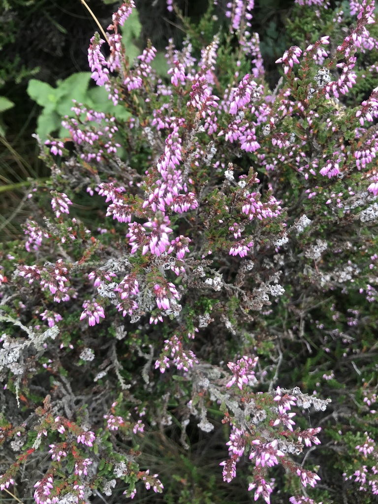 common heather from Howth, Dublin, Ireland on August 02, 2022 at 11:53 ...