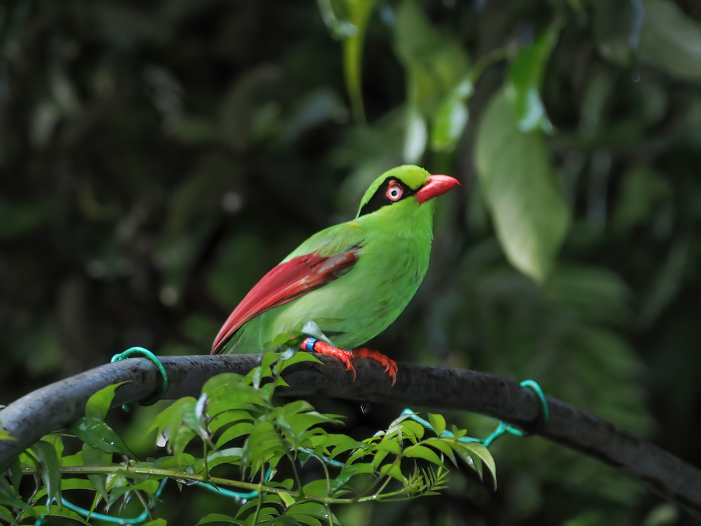 Bornean Green-Magpie from Kinabalu Park, Ranau, Sabah, Malaysia on July ...