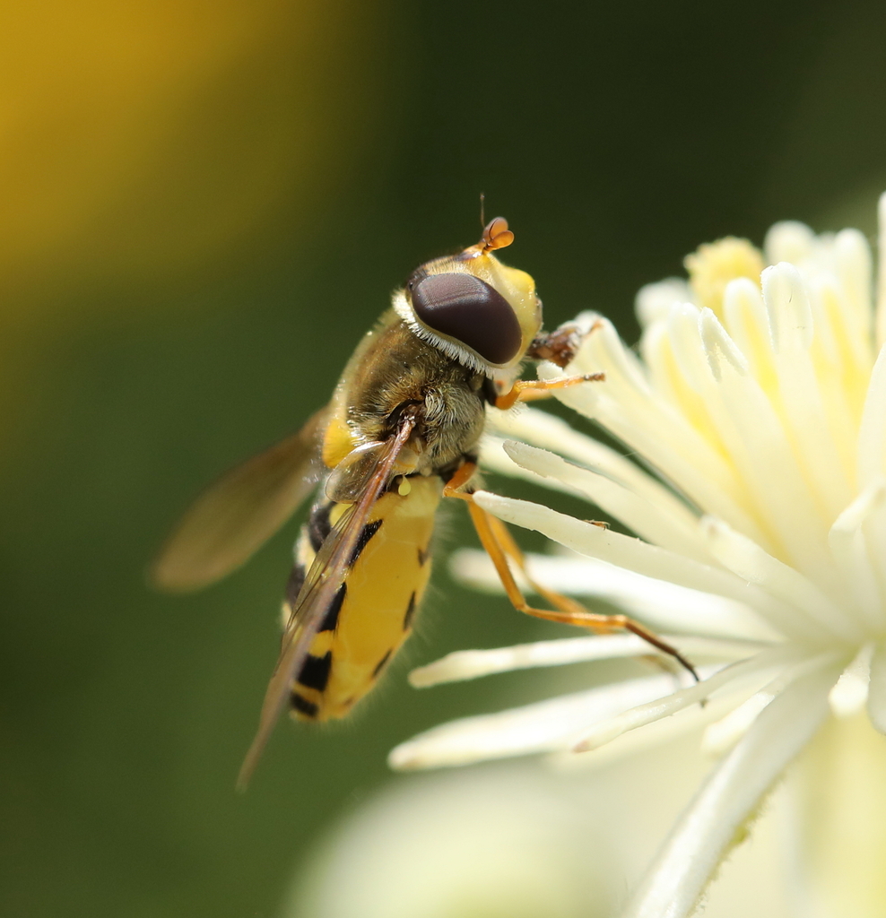 Common Flower Fly from 27680 Marais-Vernier, France on August 02, 2022 ...