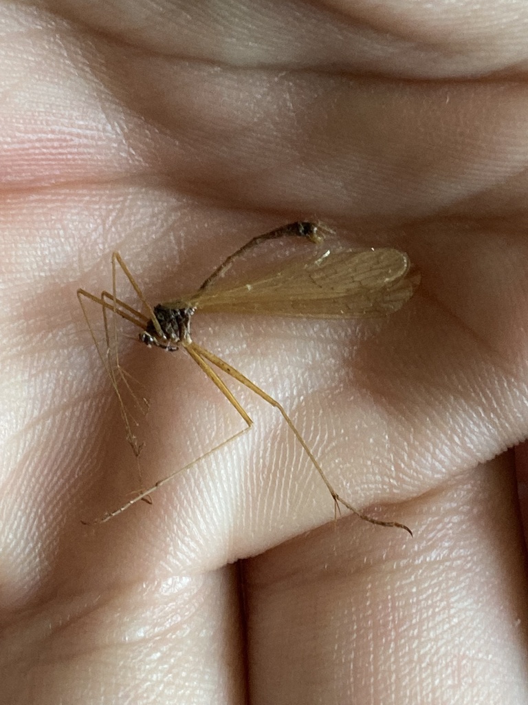 Bittacus from Scenic Point Dr, Washington, MO, US on August 01, 2022 at ...