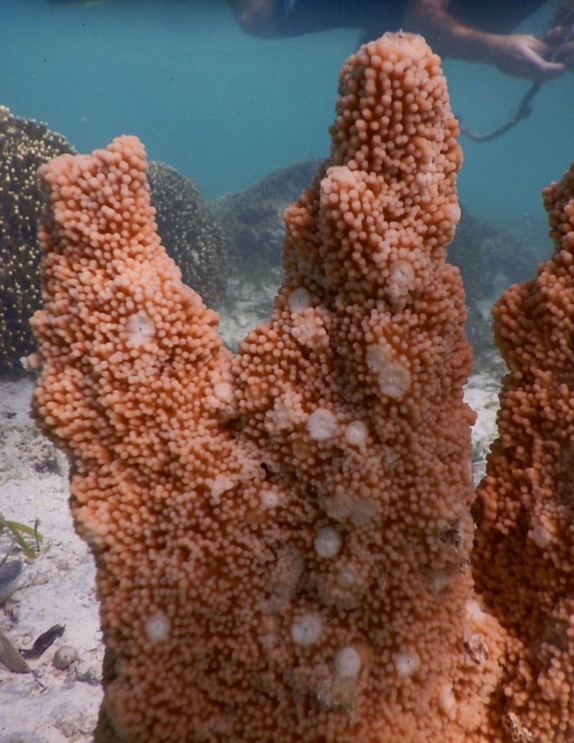 Isopora palifera (Lamarck, 1816)