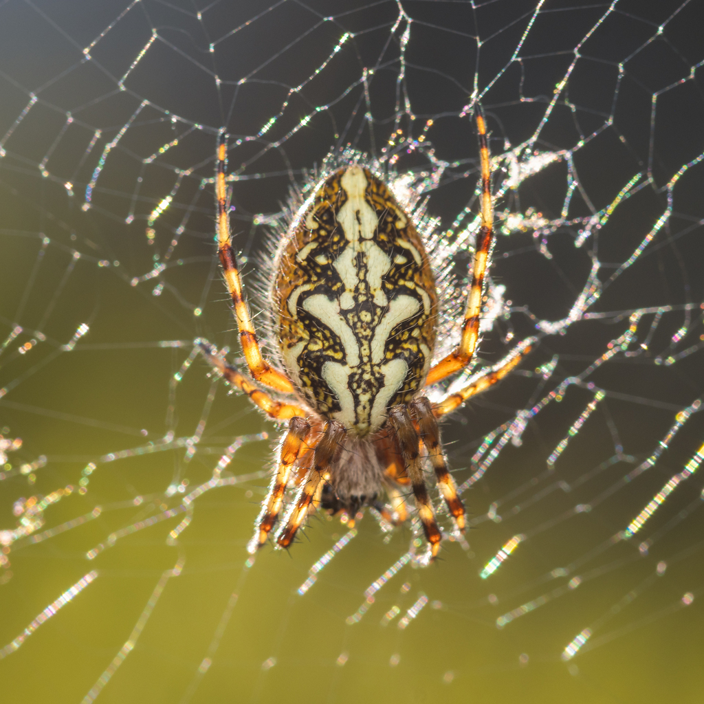 Oak Spider from Orlu, France on July 15, 2022 at 09:24 AM by Raphaël ...