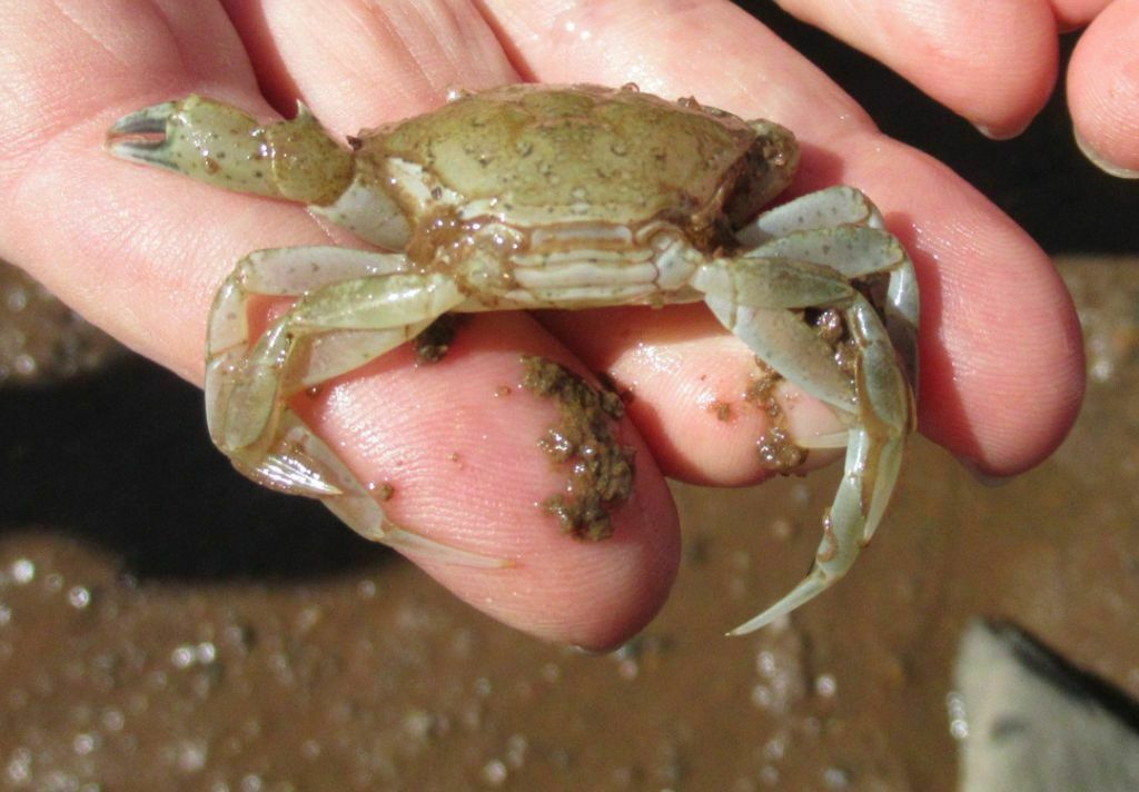 European Green Crab from Kingsport Beach, Nova Scotia on July 31, 2022 ...
