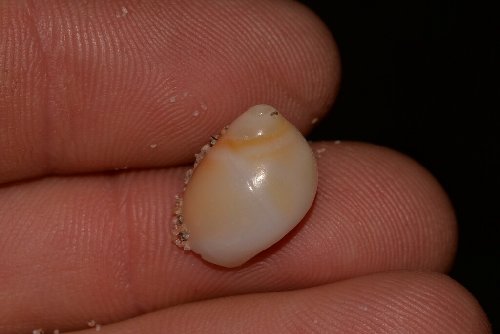Conical Moon Snail from Northampton, WA, Australia on July 12, 2022 at ...