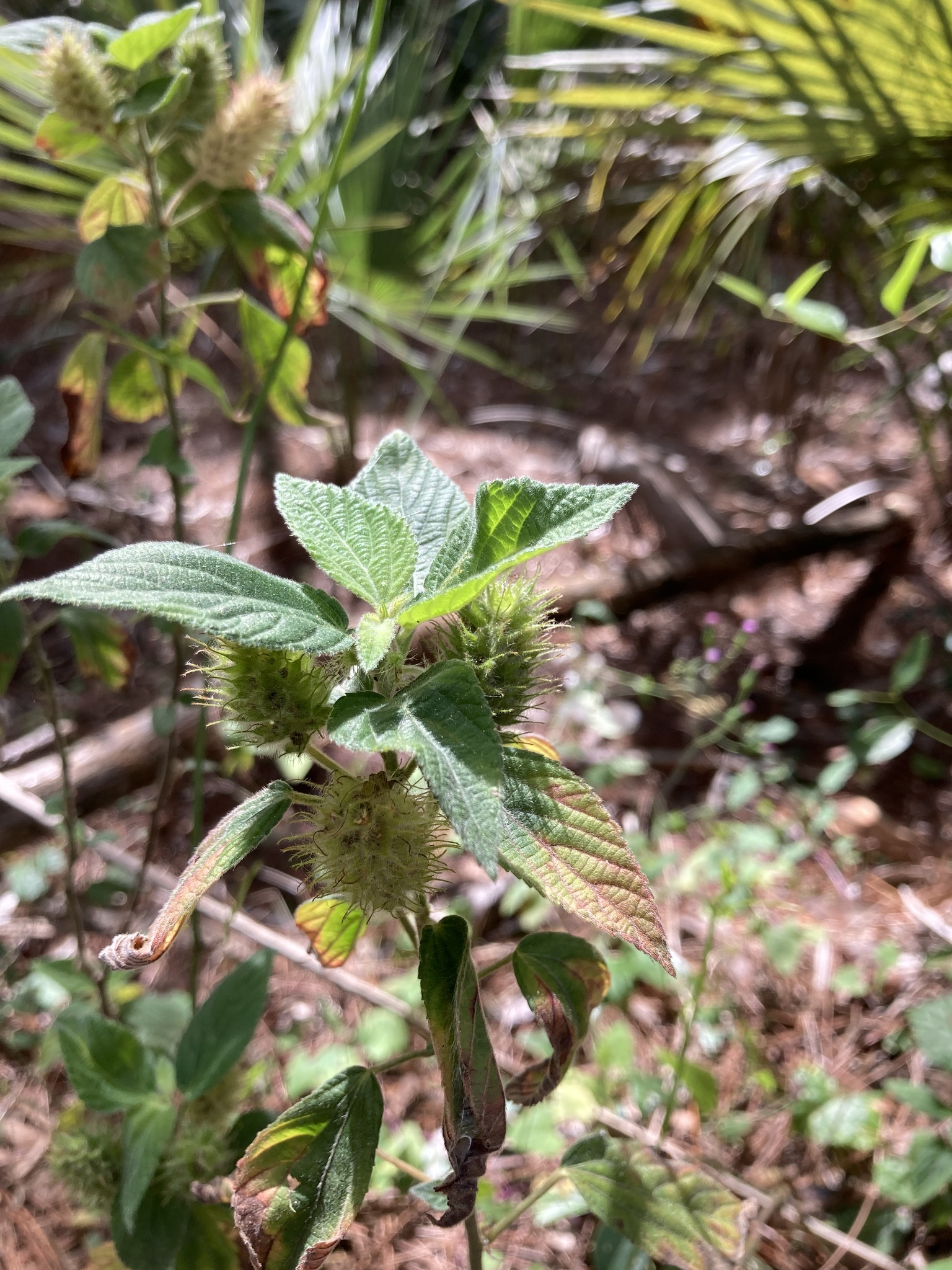 Acalypha arvensis Poepp.