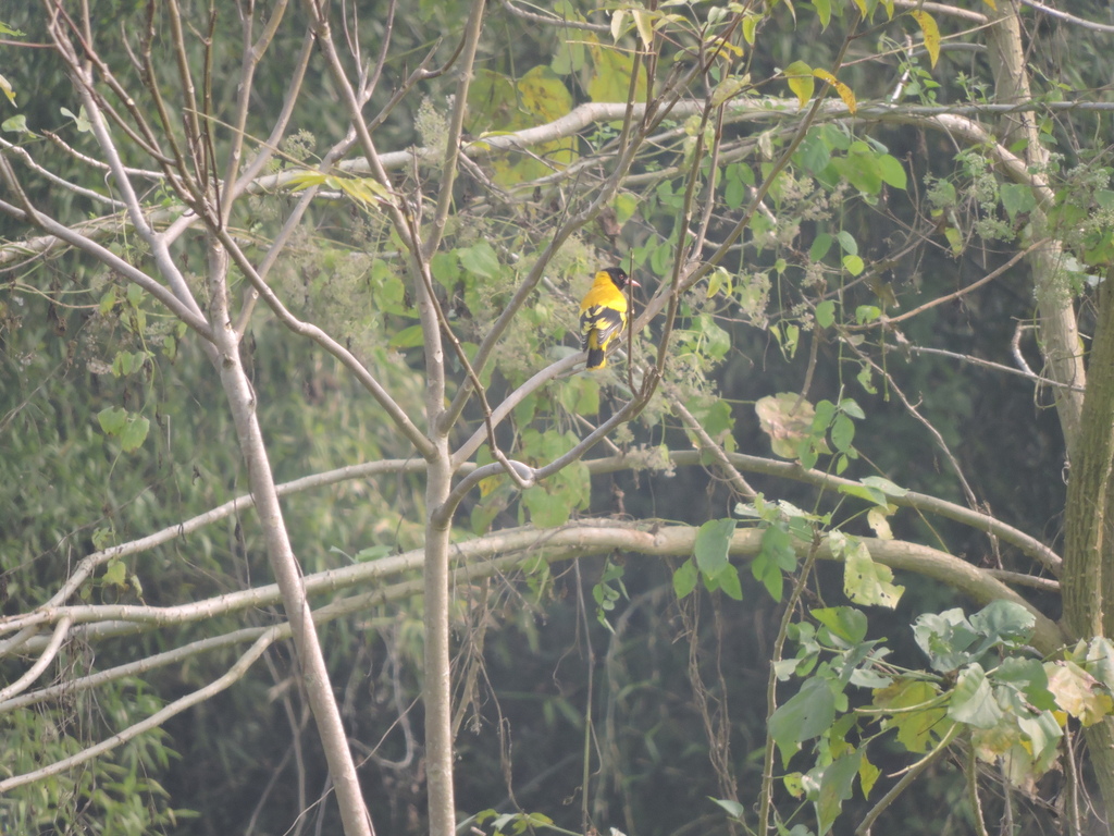 Black-hooded Oriole from Dadara, No.2 Dalibari, Assam 781104, India on ...